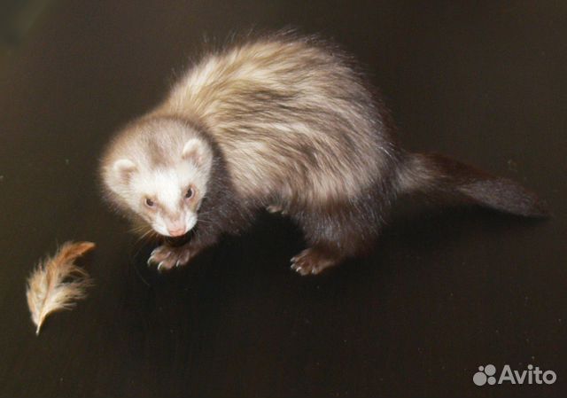 Волшебная хорюшка