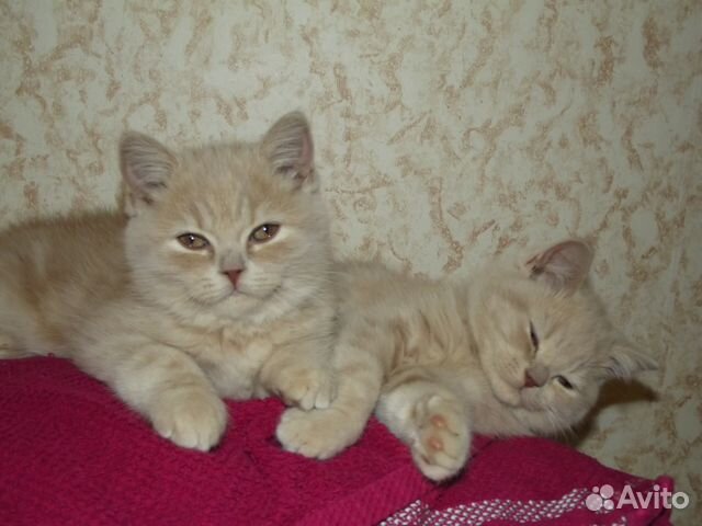 Котята британцы