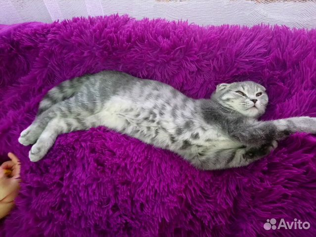 Британка 3 мес