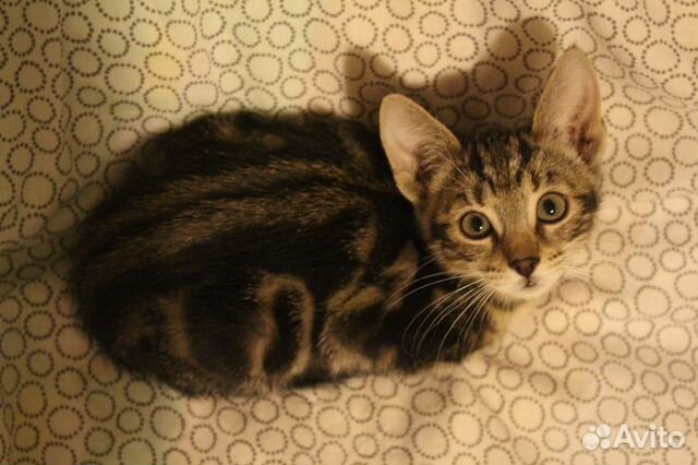 Активный котёнок (мальчик) с необычным окрасом