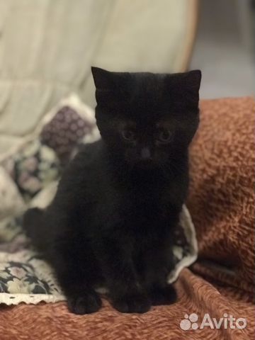 Черные котята