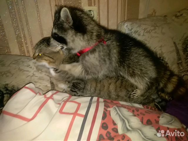 Ёнот полоскун ручная девочка