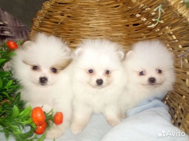 Снежные красотки