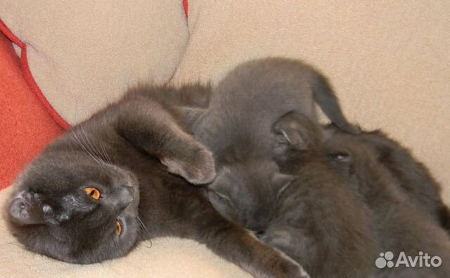 Замечательные детки