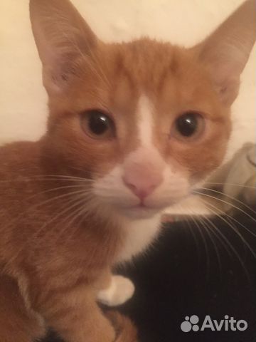 Отдам котёнка мальчик