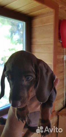 Очаровательные Хантер и Хинди ищут Покровителей