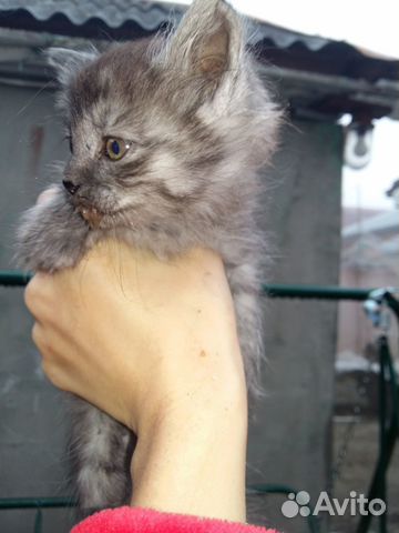 Отдам в добрые руки красивых котят