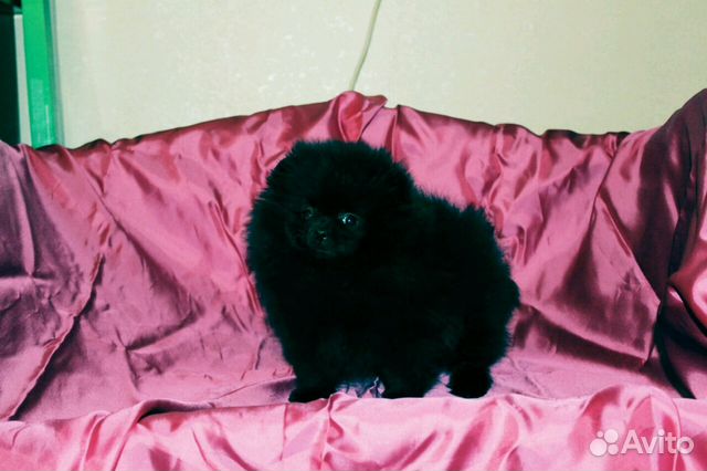 Шпиц красотун мальчик помернчик