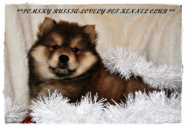 Чау-чау часки