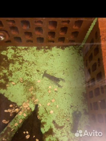 Малек аккра