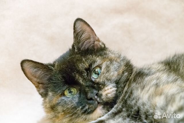 Кошка, стерилизована, привита, возраст 2 года