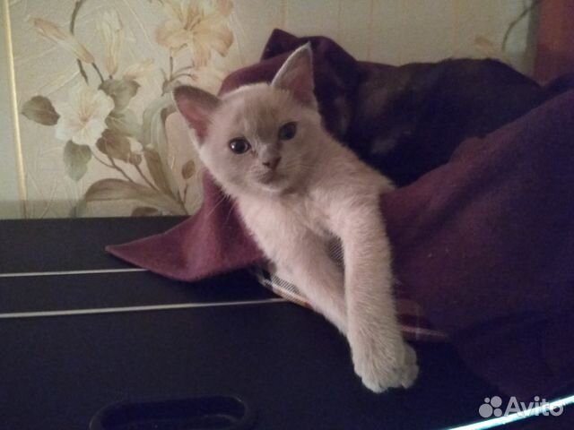 Подарите детям праздник (Бурманские девочки)