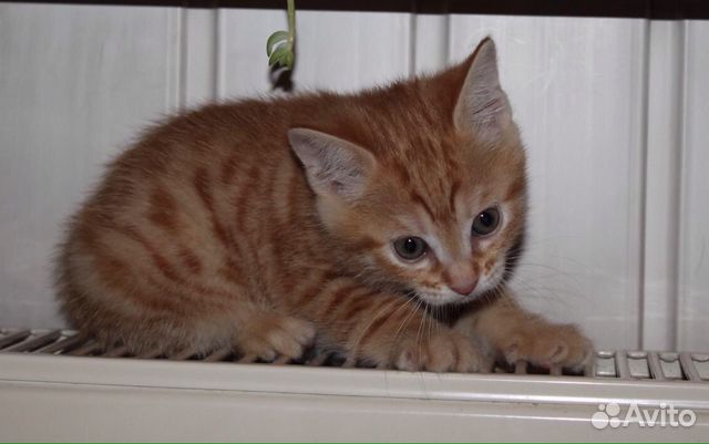 Котята курильского бобтейла