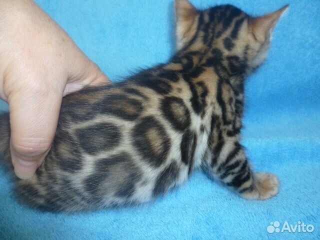 Мальчик-бенгальчик