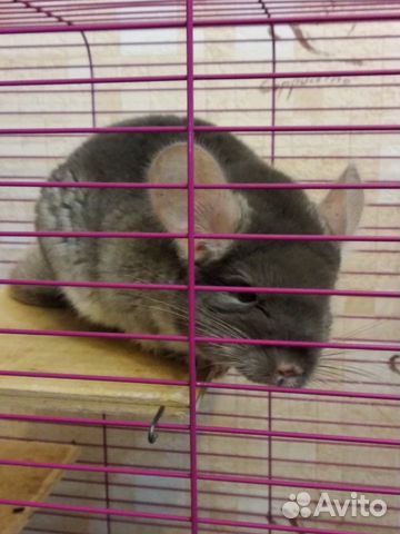 Шиншилла Коричневый бархат