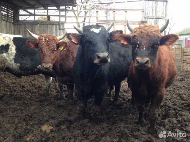 Быки и телки