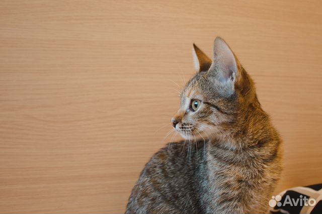 Кошечка Фиби, 1 год (из приюта)