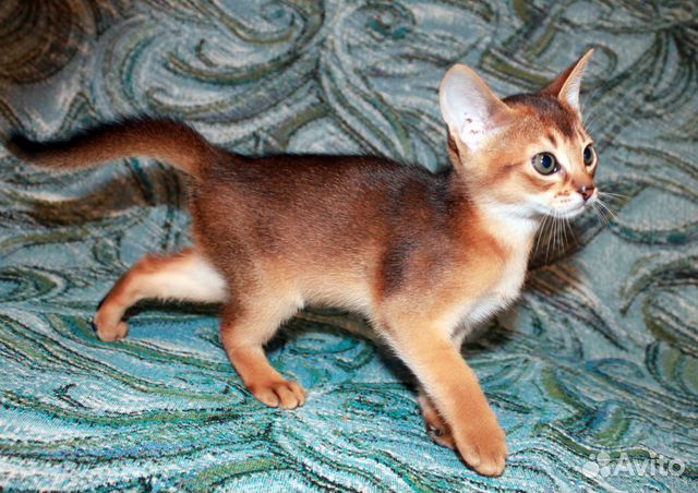 Абиссинские очаровашки