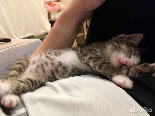 Отдам котёнка