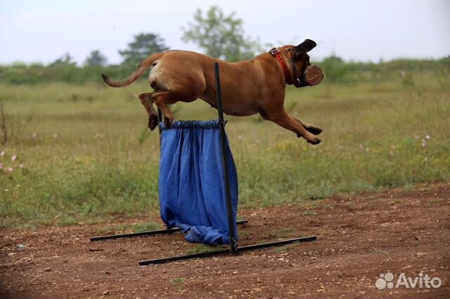 Щенок юа бурбуля, для спорта и выставок
