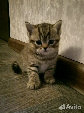 Британская кошечка