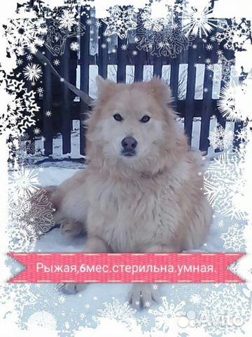 Пушистая собака на охранудома