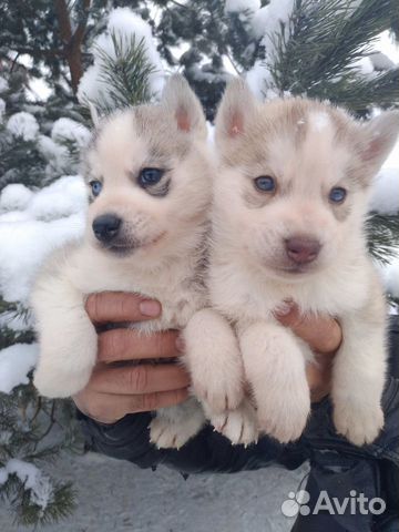 Щенки хаски. Питомник