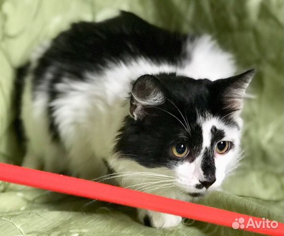 Котик Яша ищет дом