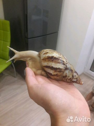 Улитка Ахатина с террариумом