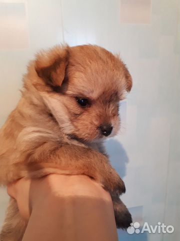 Детки по любви