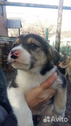 Щенули - красотули