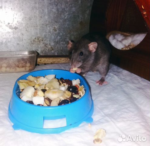 Крысы дамбо и альбиносы