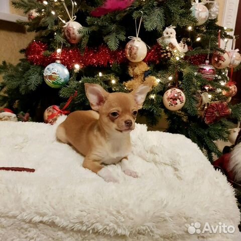 Рыжее счастье