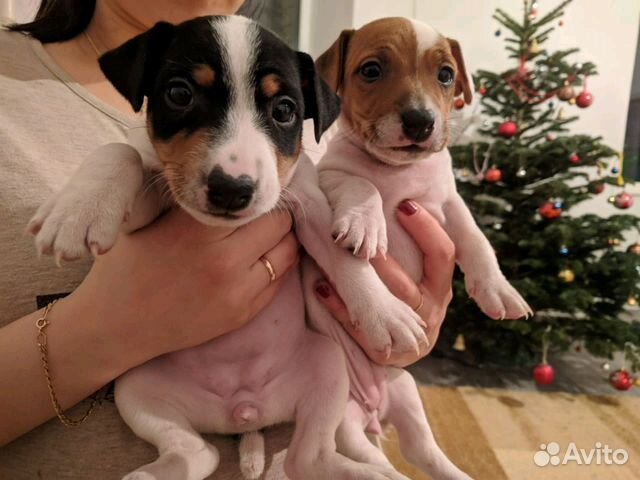 Джек Рассел терьер