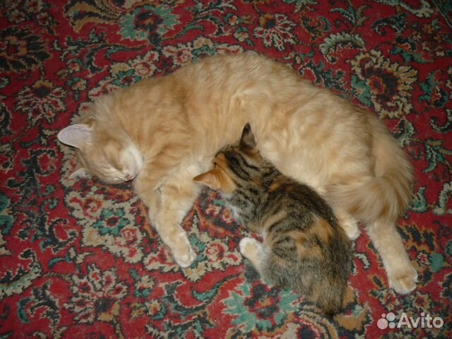 Отдам в добрые руки