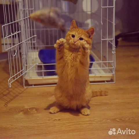 Котенок мальчик в добрые руки