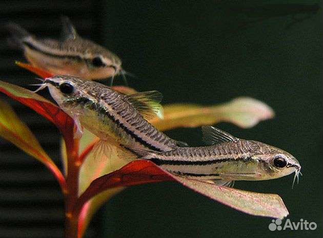 Коридорас пигмей (Corydoras pygmaeus)
