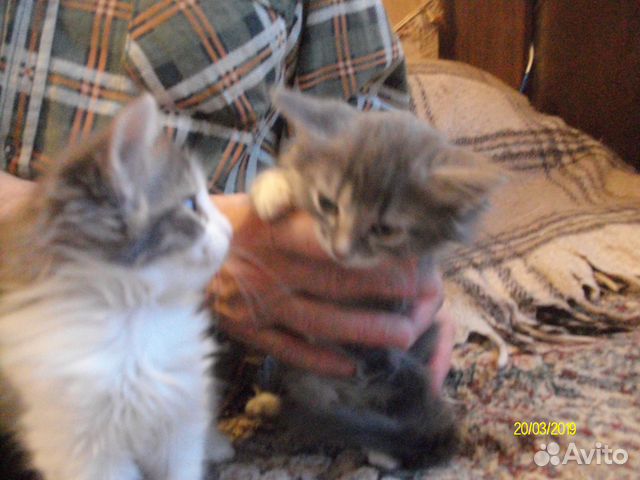 Когтята-малыши до двух месяцев