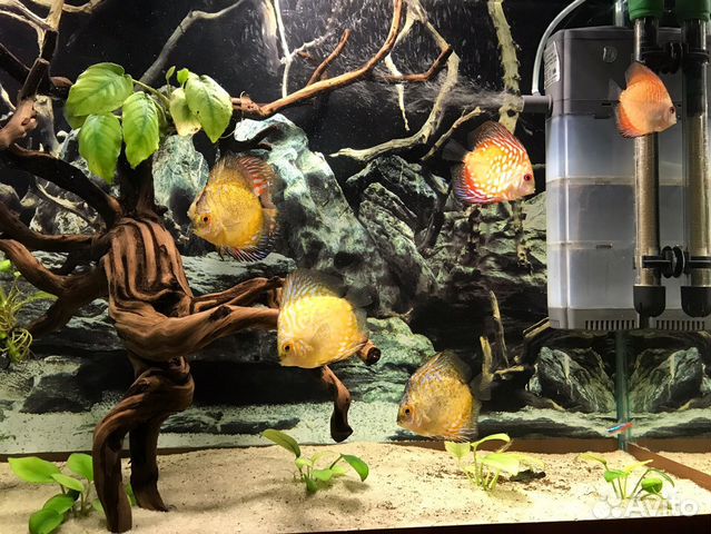 Продам Дискусов