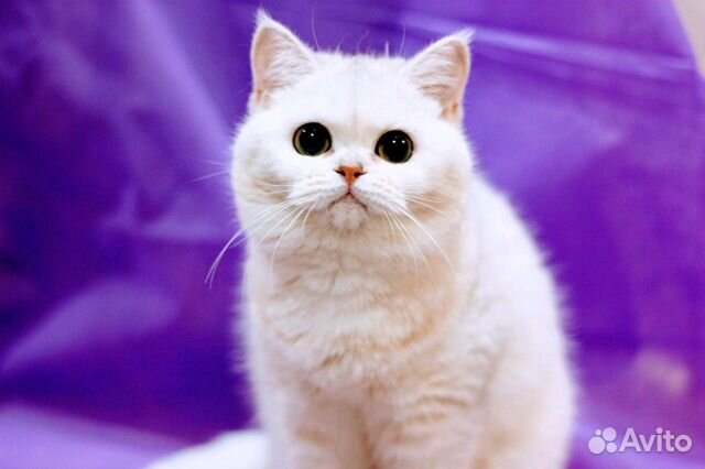 Серебристая шиншилла