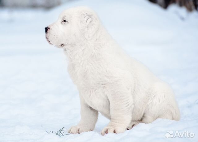 Отличная девочка азиат из питомника