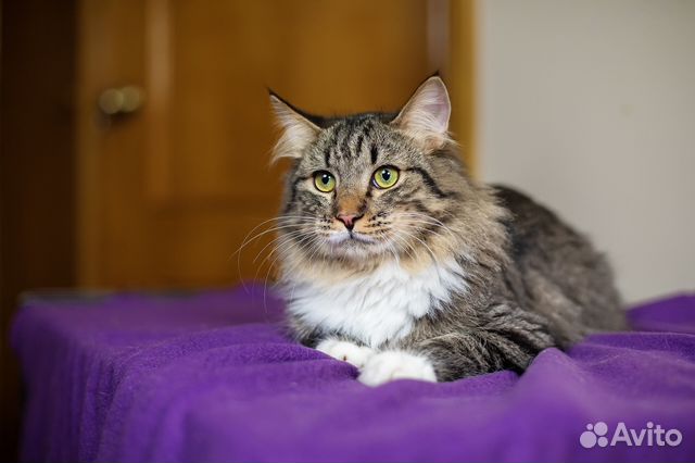 Кото-подросток Марс