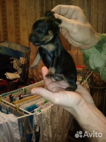 Щенки ягдтерьера