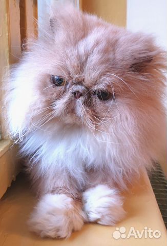 Персидский кот Пончик 8 лет в дар
