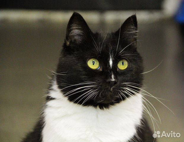 Отдам в дар Молодая кошечка ищет добрый руки