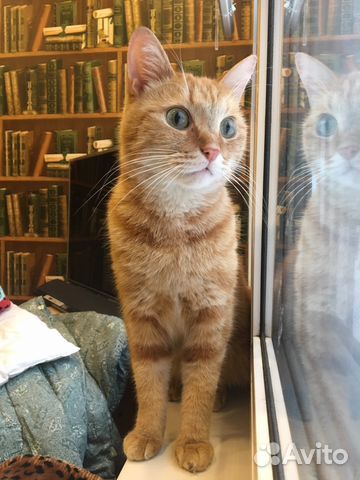 Найден рыжий кот