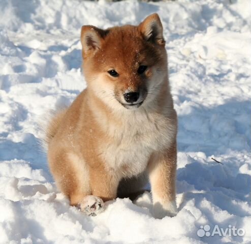 Девочка сиба ину шиба