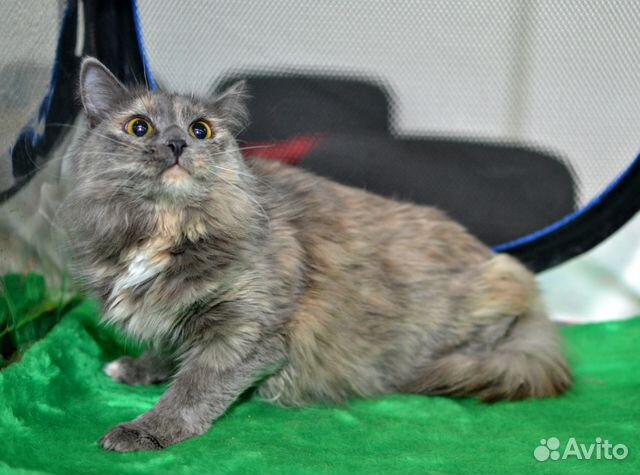 Ласкуша Фенечка ищет дом