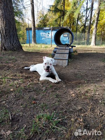 Белая красавица, умница девочка боксёр