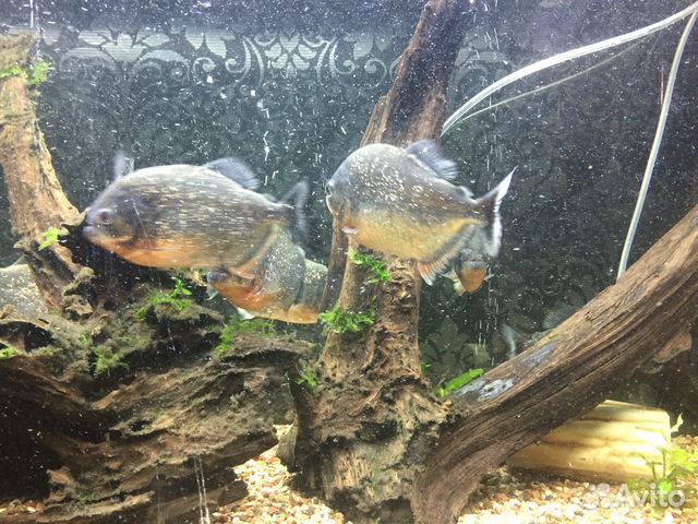 Рыбки. Амазонские краснобрюхие пираньи